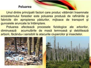 Influenta factorilor de_mediu_asuprapadurilor | PPT