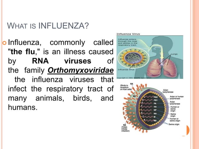 Influenza | PPTX | Cold and Flu | Diseases and Conditions