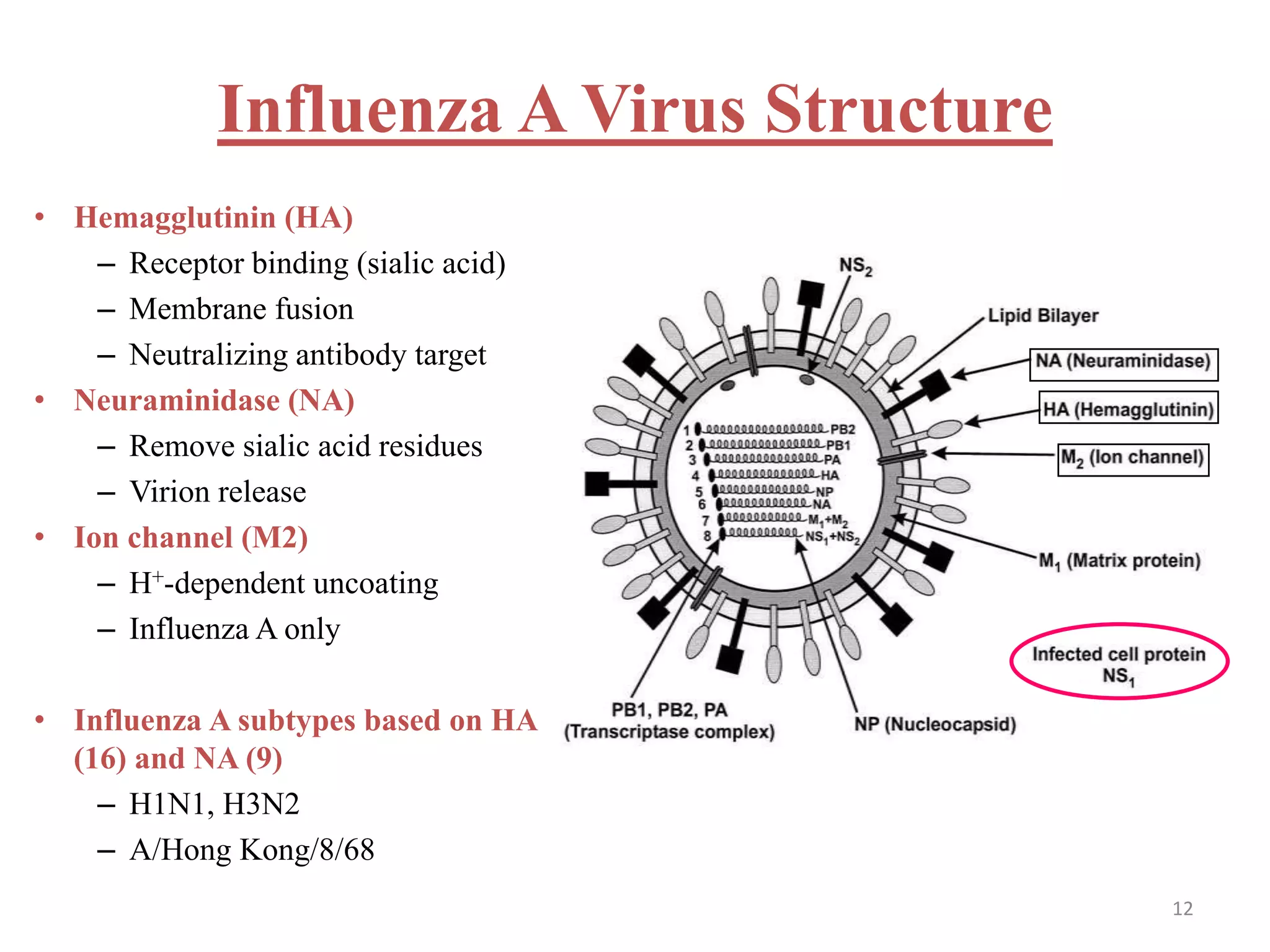 -Influenza-epidemiology,prevention and control | PPTX