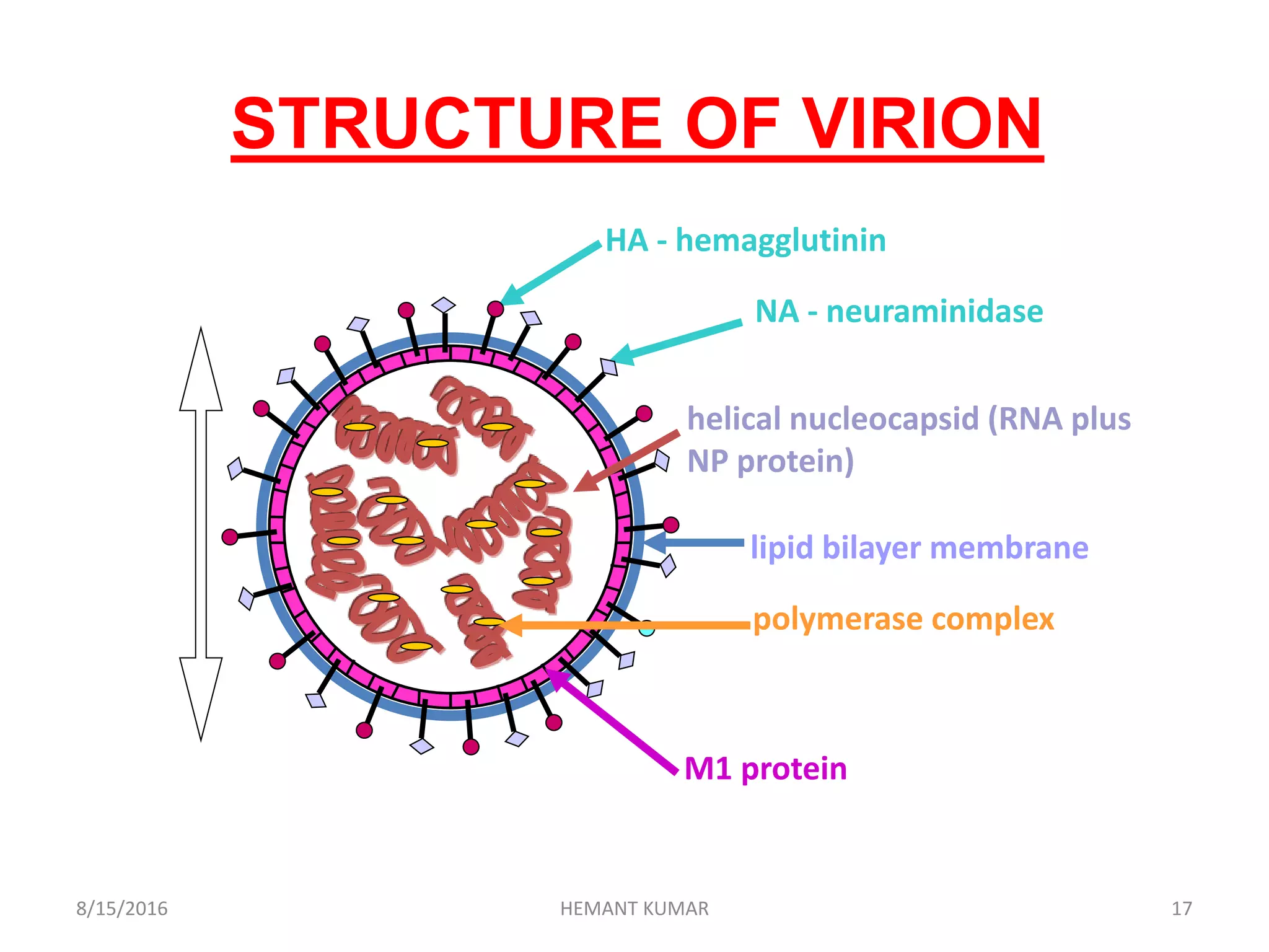 Influenza | PPTX