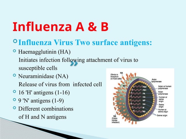 Influenza Prevention and Treatment- PSM.pptx | Infectious Diseases | Diseases and Conditions