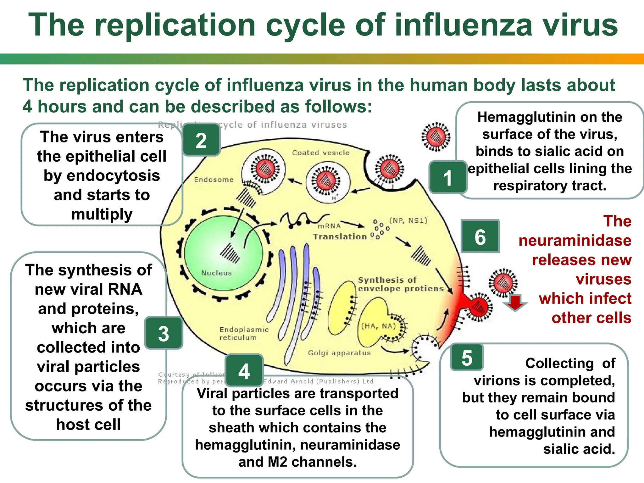 Influenza of epidemiology and prevention].ppt