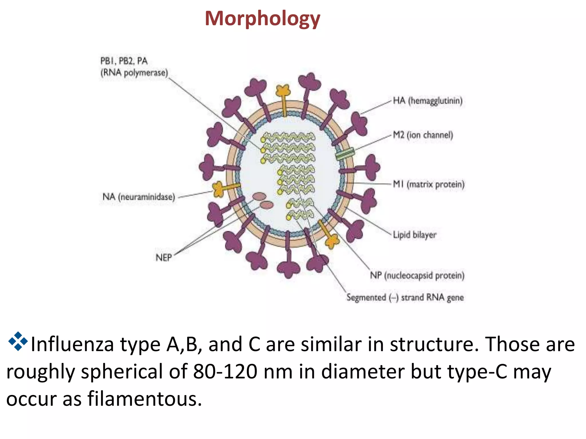 Influenza(Virology) | PPTX
