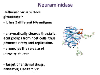 Influenza(Virology) | PPTX