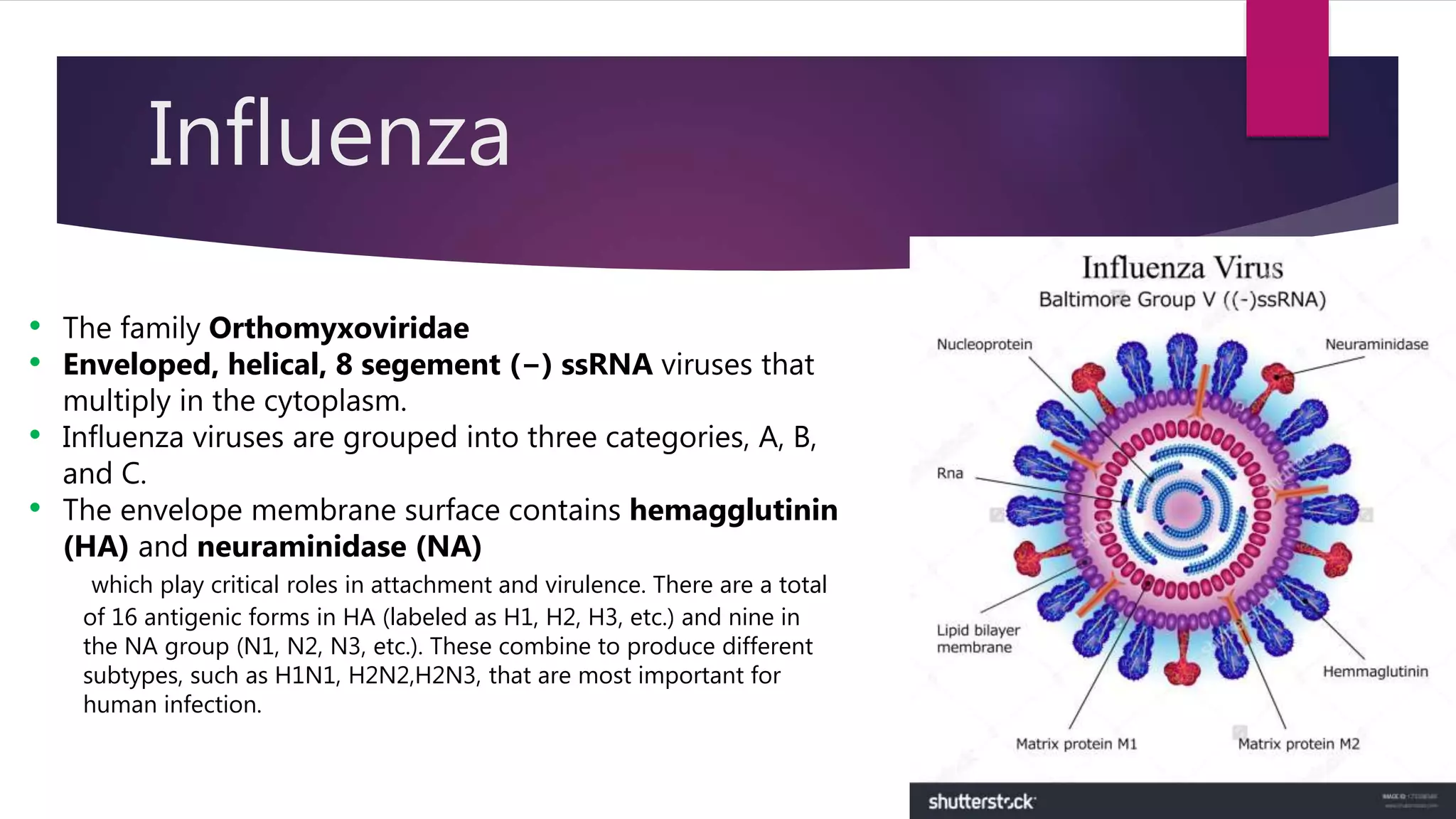 Influenza and paramyaxoviridea | PPTX