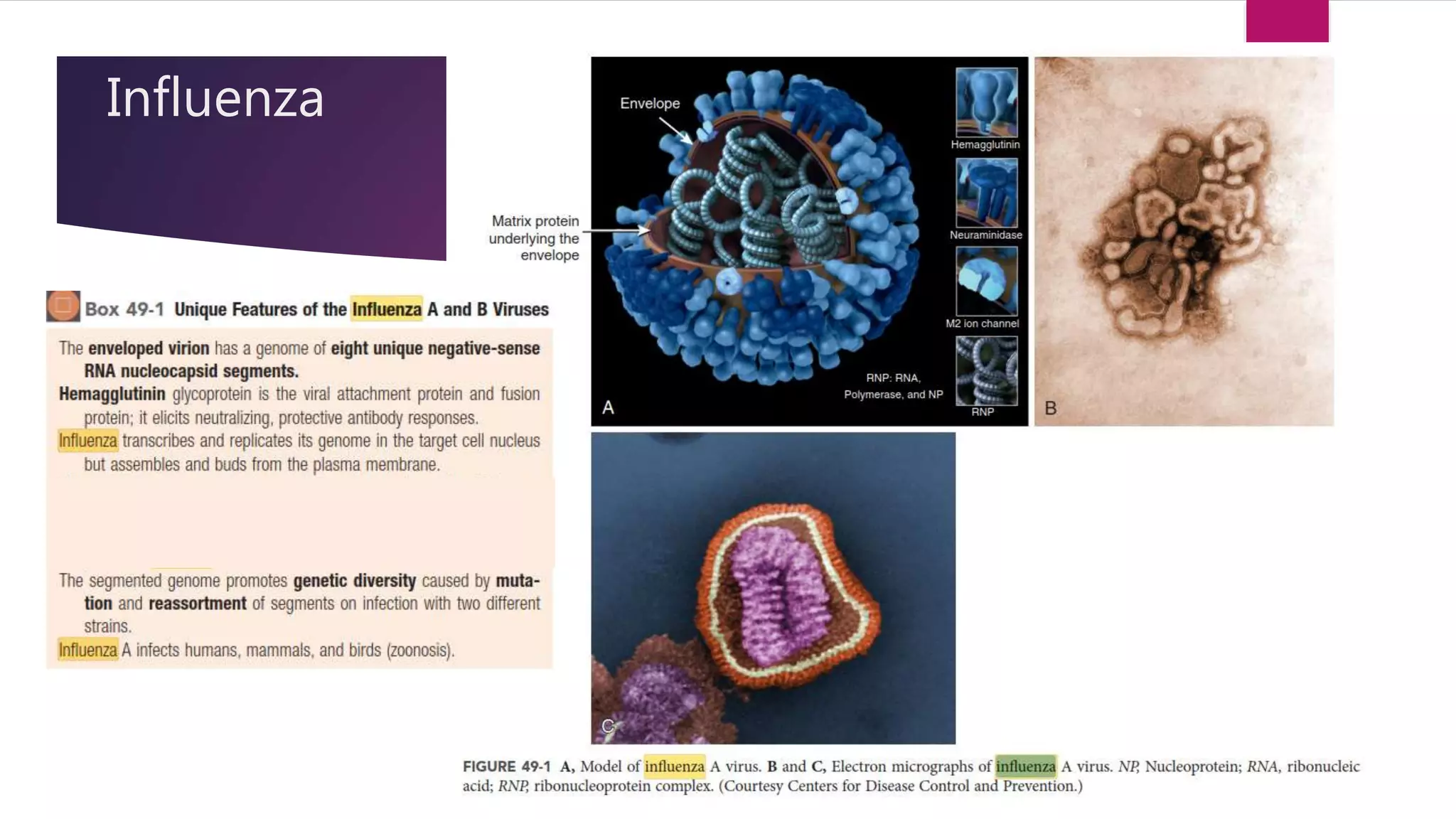 Influenza and paramyaxoviridea | PPTX