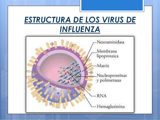 Influenza Datos Biológicos Históricos Y Clínicos Para Comprender L