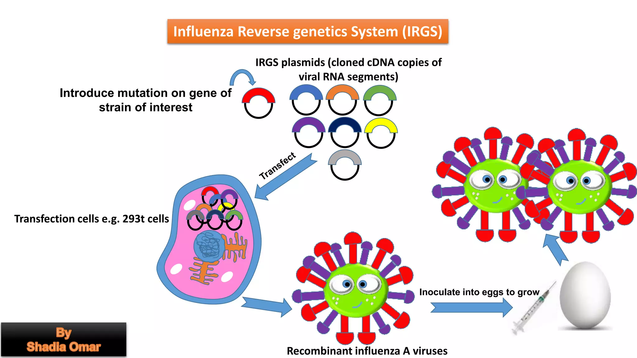 Influenza reverse genetics system (irgs) | PPTX