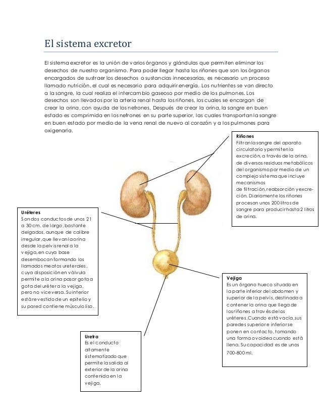 Sistema Excretor Humano Con Sus Partes Sistema Excretor Ieta