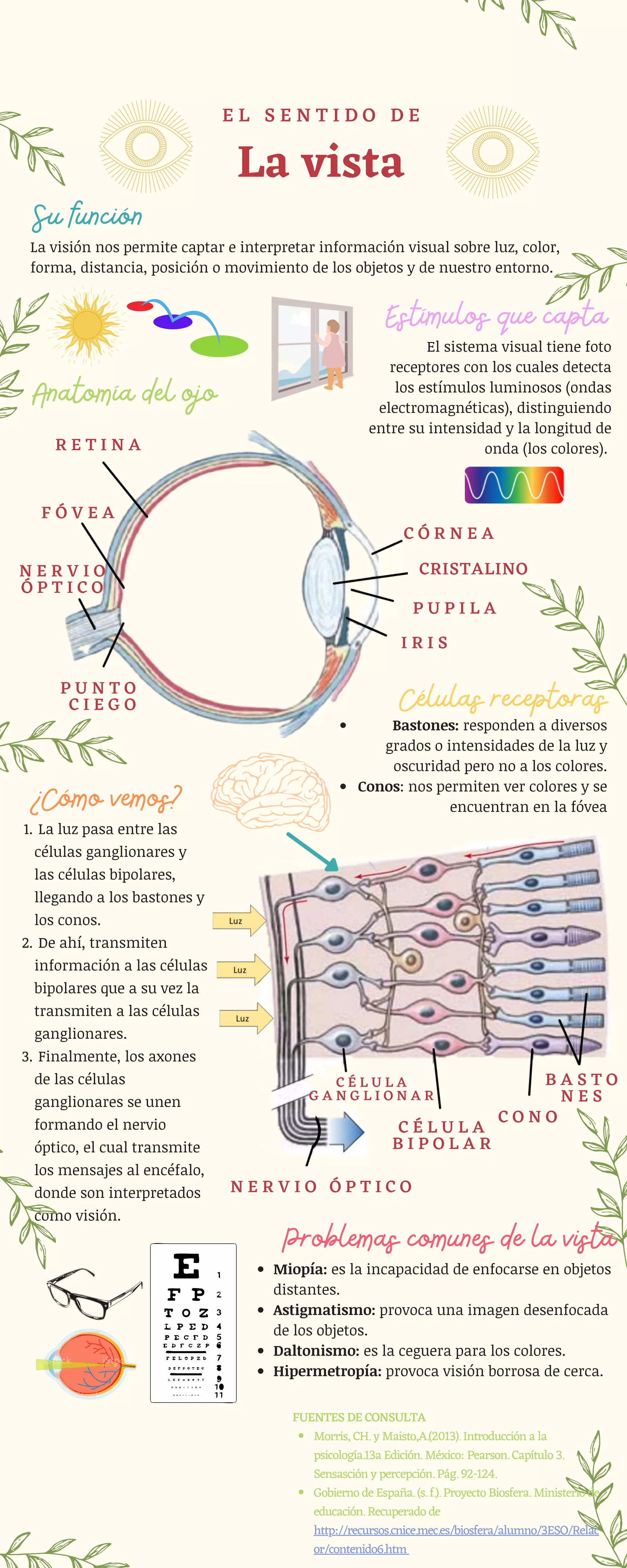 Infografía "El sentido de la vista" | PDF