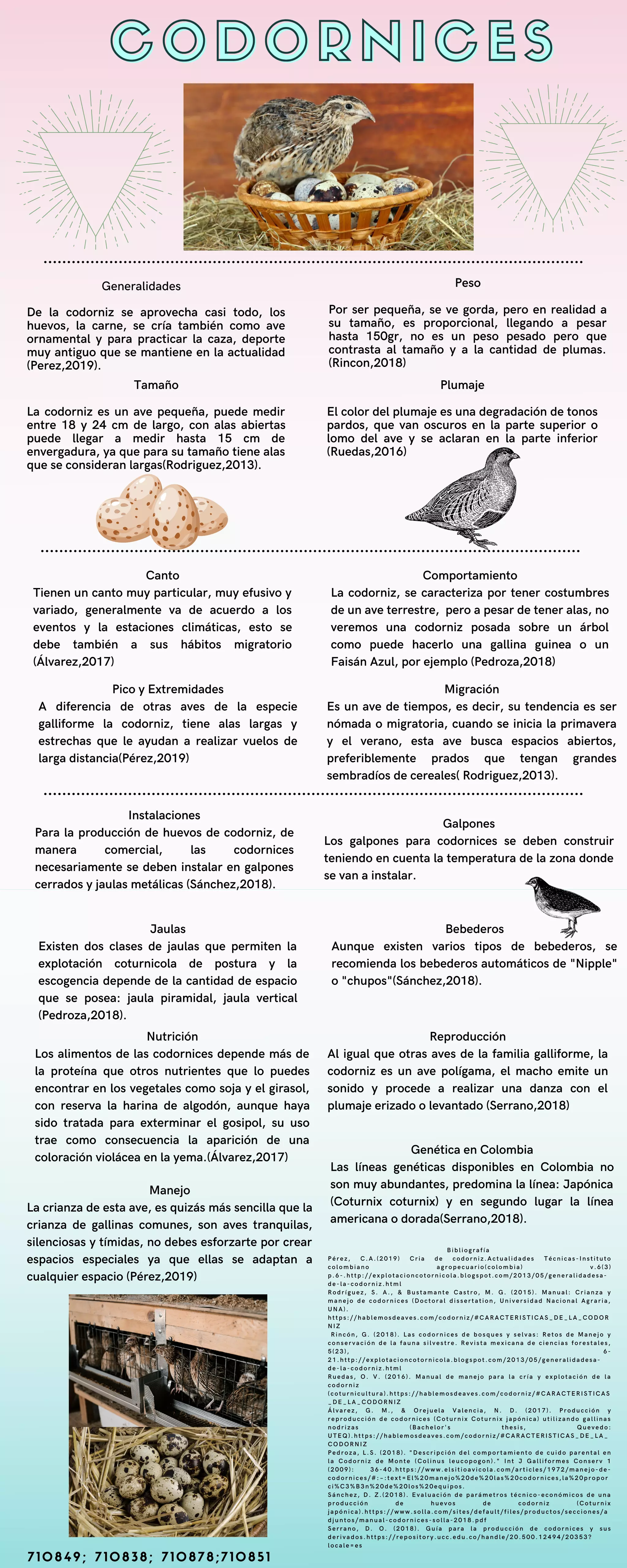 Infografia codornices | PDF