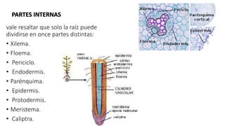 INFOGRAFIA DEL CAFE.pptx