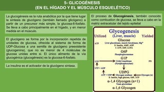 INFOGRAFIA DEL METABOLISMOS DE LOS CARBOHIDRATOS.pptx