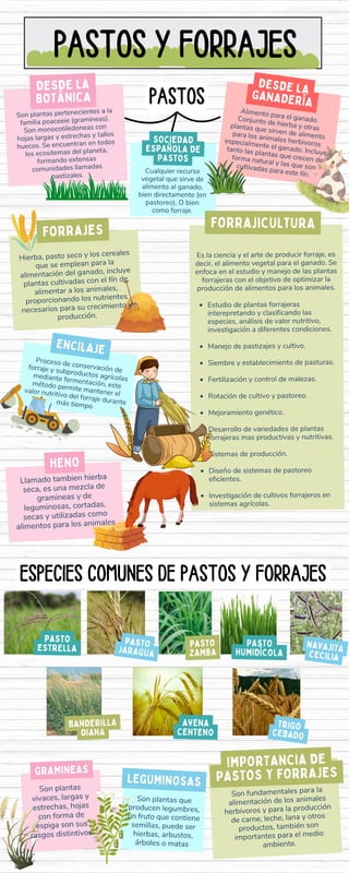 Infografia Pastos y forrajes, realizada por Yanetzi Astudillo sección 3 ...