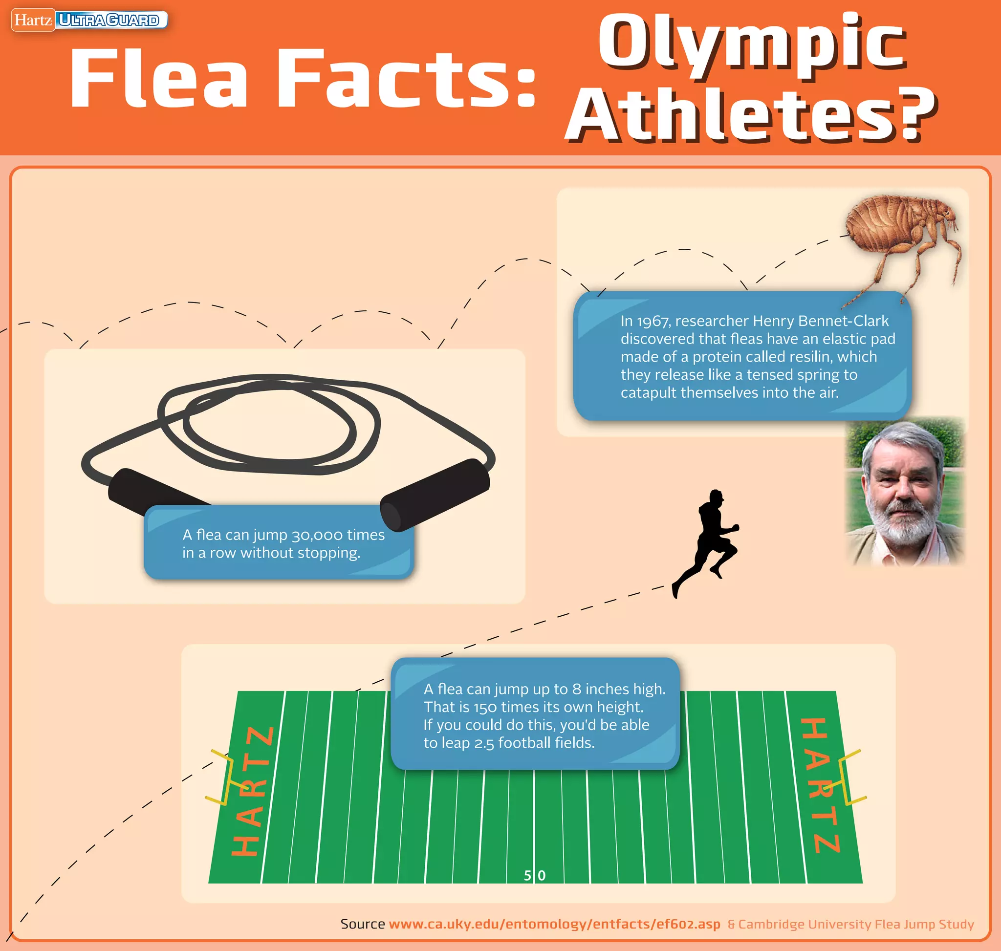 Hartz Mountain Infographic - Flea Facts | PDF