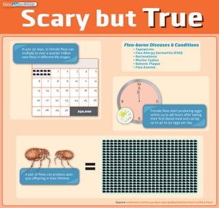 Hartz Mountain Infographic - Flea Reproduction | PDF