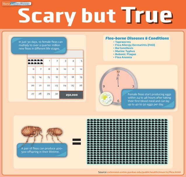 Hartz Mountain Infographic - Flea Reproduction | PDF