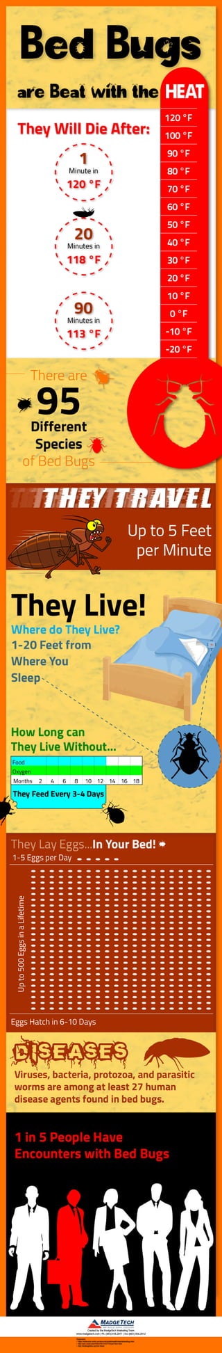 Bed Bugs Facts Infographic Infographics Showcase