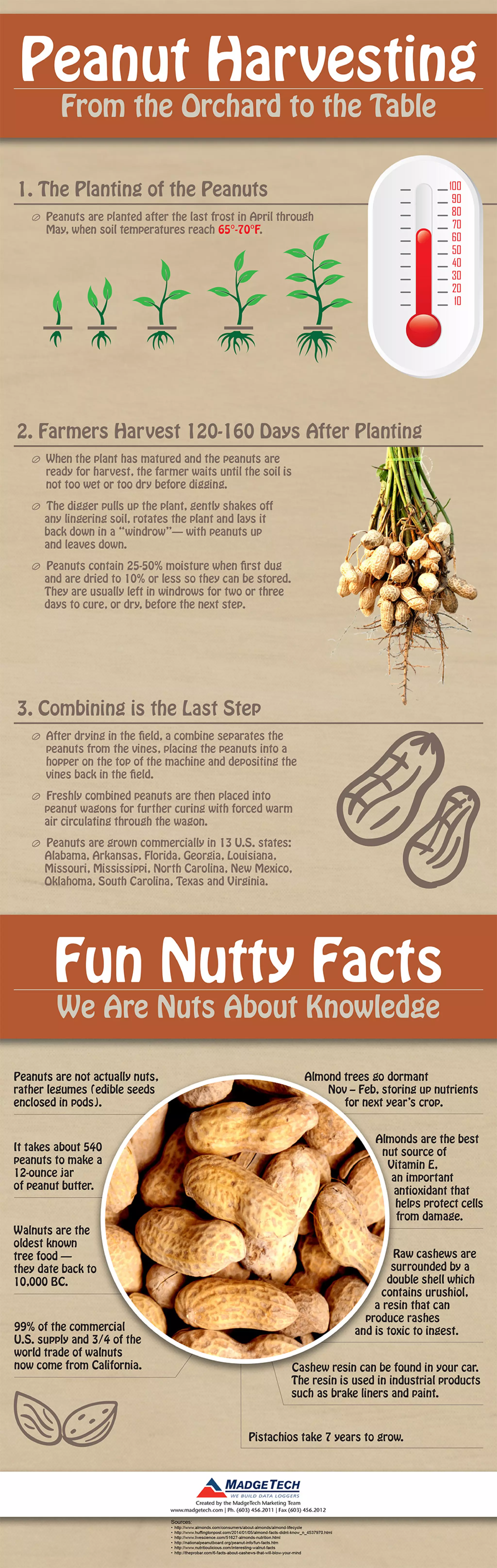 Peanut Processing Infographic | PDF