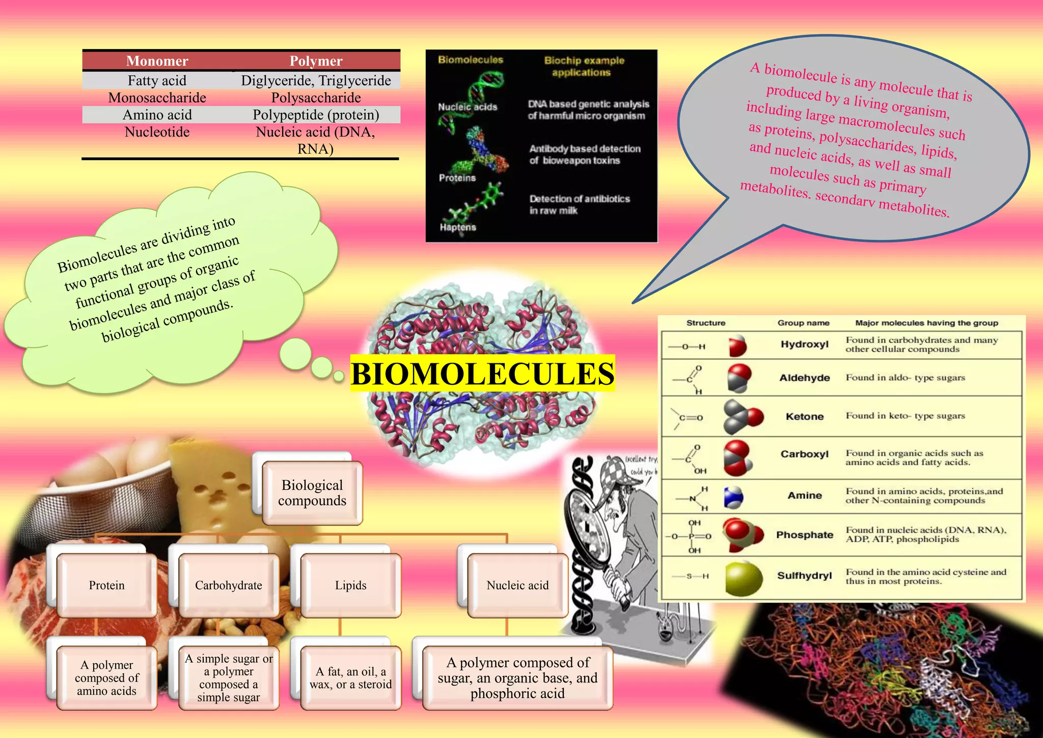 Infographic of basic Biomolecules | PDF