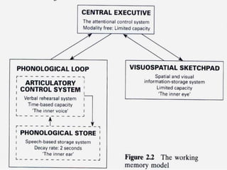 Info process theory | PPTX