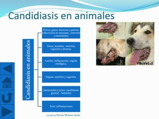 Medicina veterinaria | PPTX