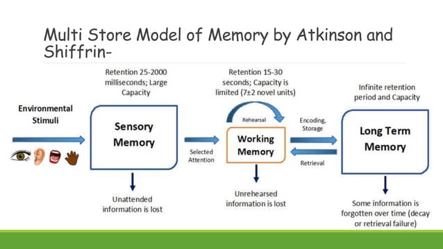 Information - Processing View (Atkinson Shiffrin).pptx | Data Storage and Warehousing | Computing