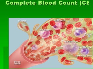 Information about cbc | PPT