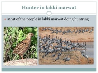 Information about lakki marwat history area climate culture famous food ...