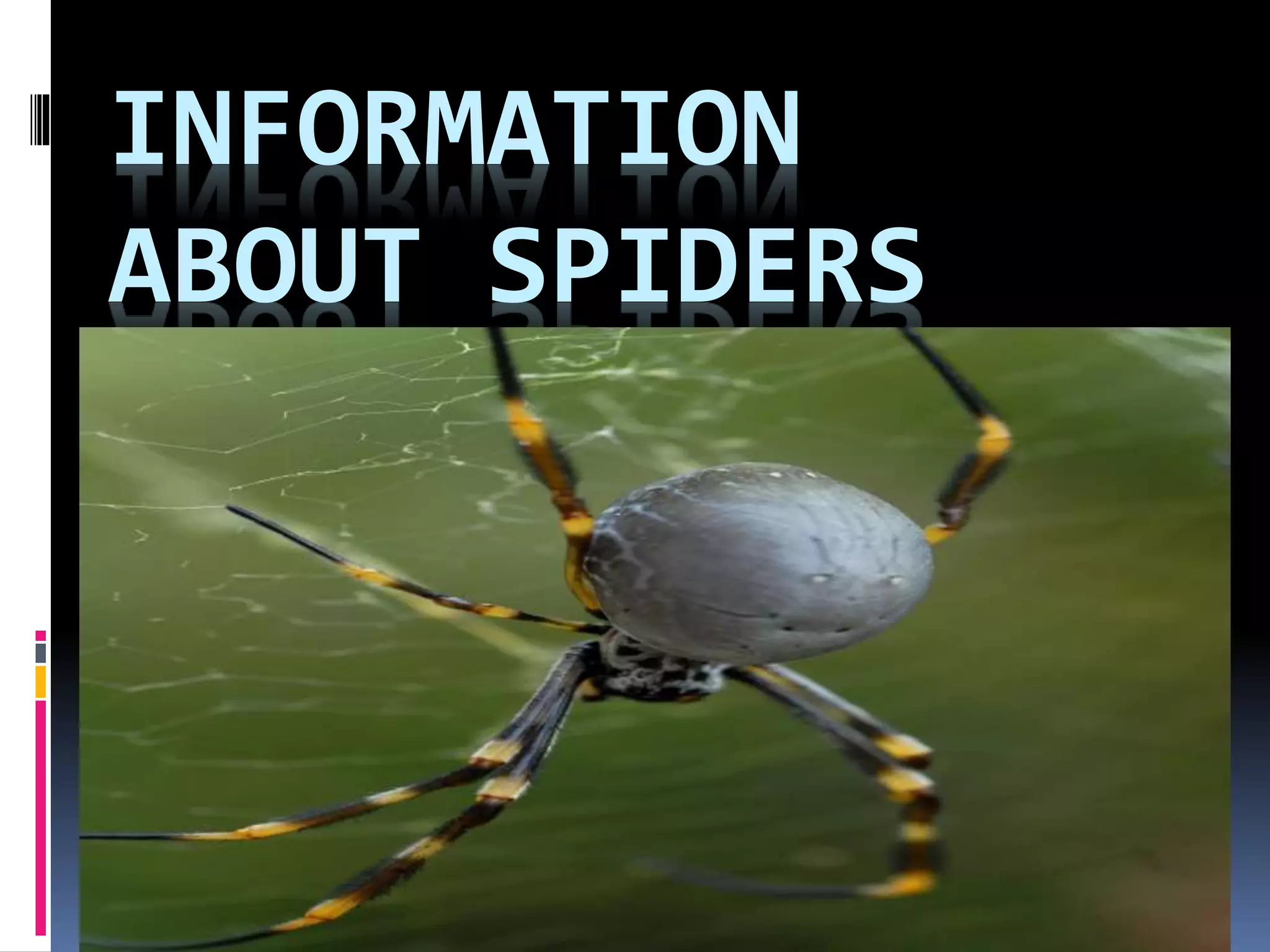 INFORMATION ABOUT SPIDERS.pptx