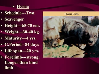 Information About Wild Life | PPT