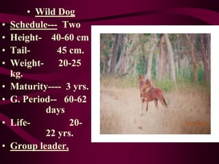 Information About Wild Life | PDF