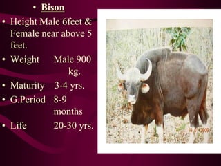 Information About Wild Life | PDF