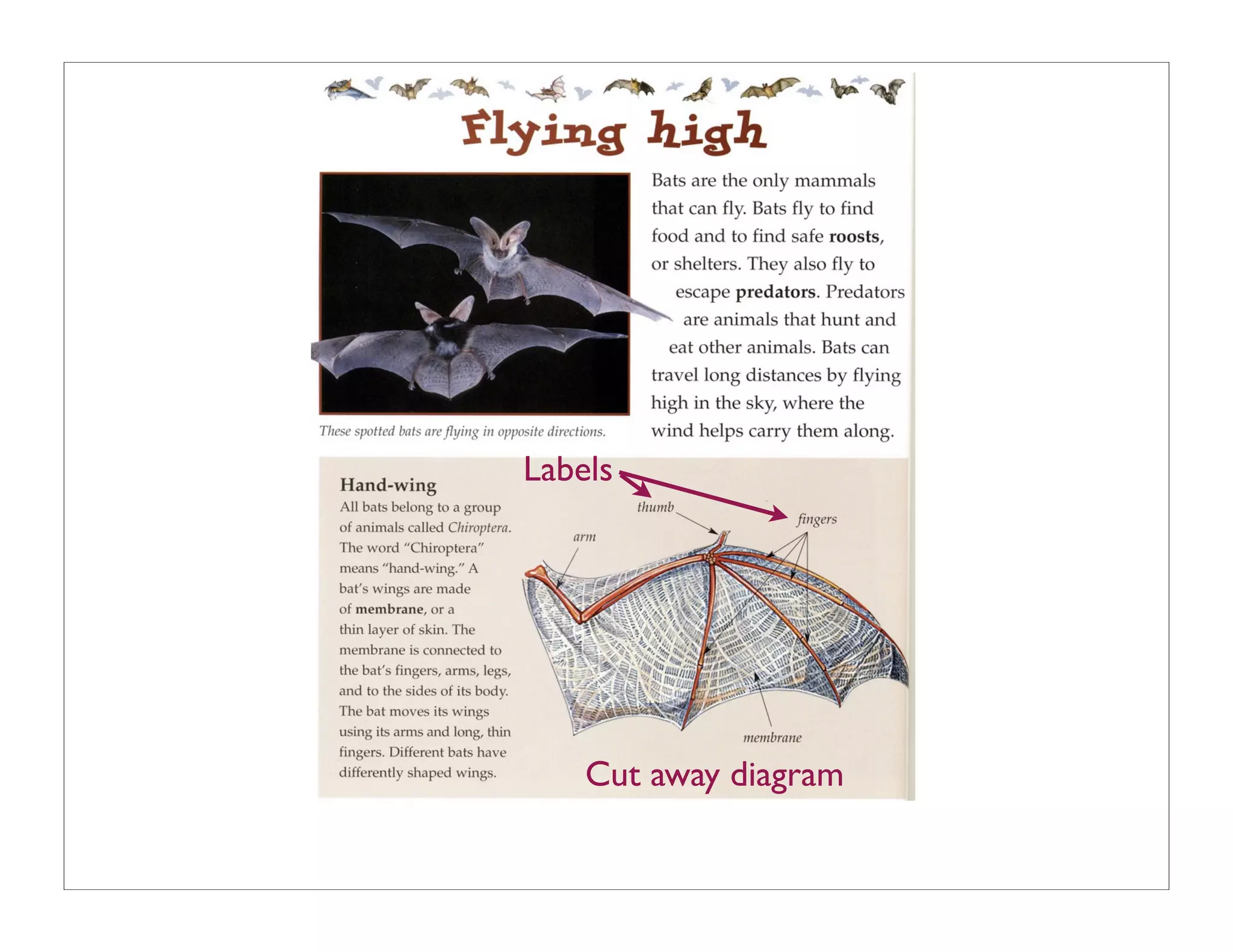 Informational text powerpoint | PDF