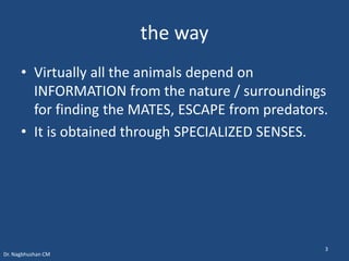 Information and senses (animal physiology) | PPTX