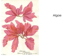 Informationsleder Jane Kruse | PPT