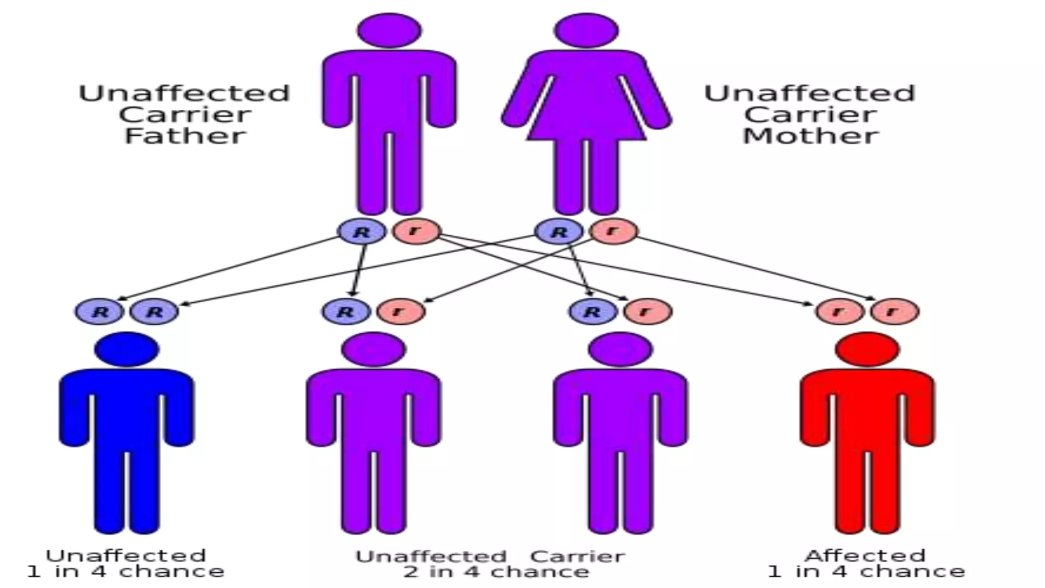 Genetic Information Transfer (Biology for Engineers) | PPTX
