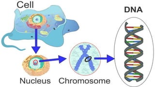 Genetic Information Transfer (Biology for Engineers) | PPTX