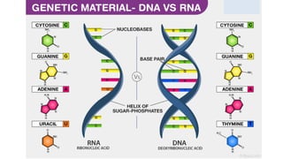 Genetic Information Transfer (Biology for Engineers) | PPTX