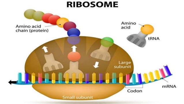 Genetic Information Transfer (Biology for Engineers) | PPT
