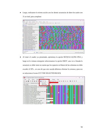 INFORME 1- ELABORACIÓN DE ENDOGRAMAS CON MEGA DNA (GRUPO 2A).pdf