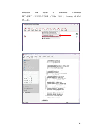 INFORME 1- ELABORACIÓN DE ENDOGRAMAS CON MEGA DNA (GRUPO 2A).pdf