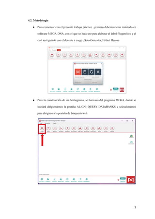 INFORME 1- ELABORACIÓN DE ENDOGRAMAS CON MEGA DNA (GRUPO 2A).pdf