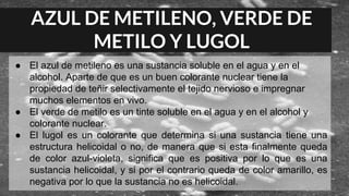 Informe citología | PDF