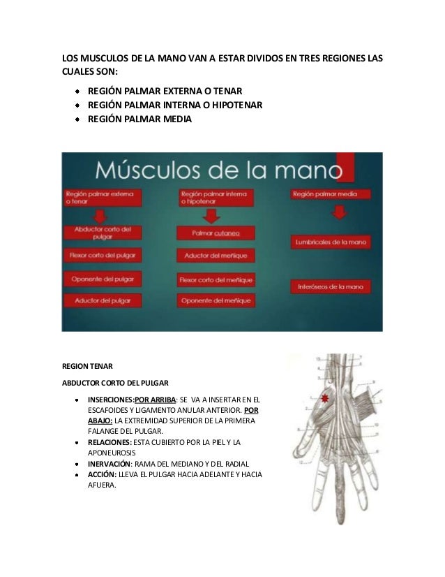 MUSCULOS DE LA MANO