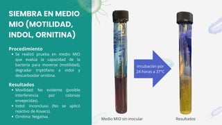 Informe de laboratorio Identificación Bacteriana_250508_144020.pdf
