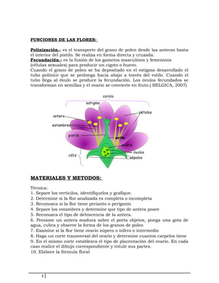 Informe de la flor | DOC