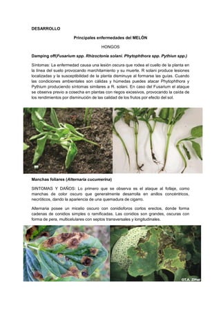 Informe de las enfermedades del melon | PDF | Gardening | Home & Garden