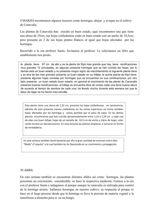 Informe final canavalia ensiformis l. | DOC