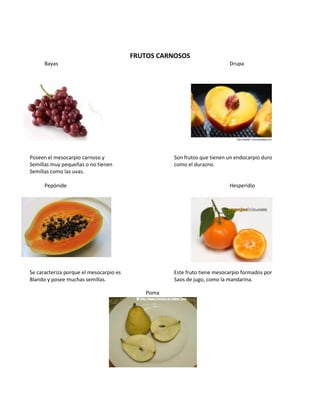Informe de los frutos (Botánica) | DOCX